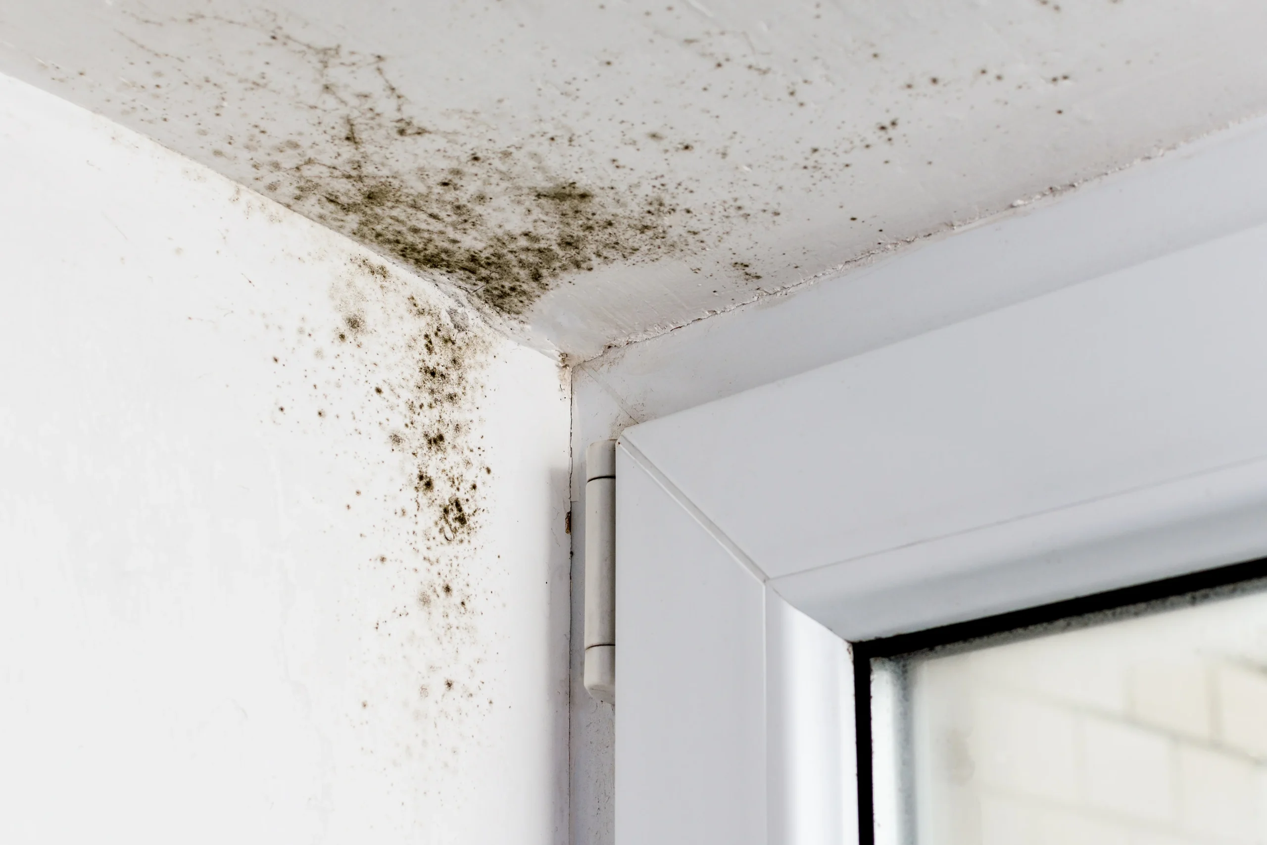 How do I fix moisture in my house? - Building Inspection Sydney
